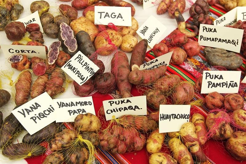 CULTURA PERUANA : VARIEDADES DE PAPAS EN EL PERÚ