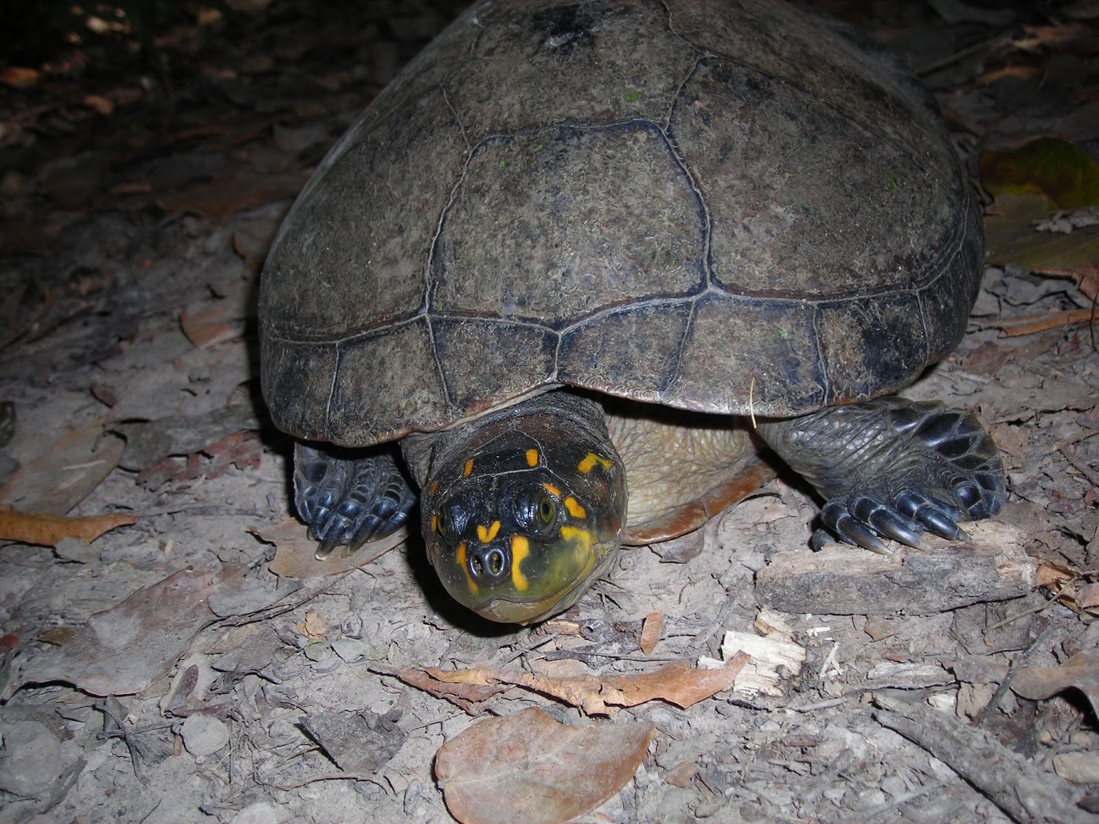 Reptiles de Bolivia: Tortugas