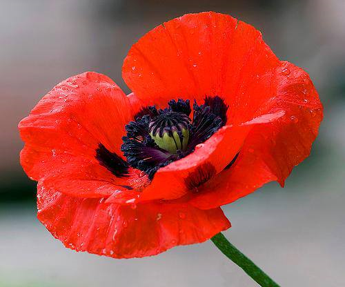 The Enchanted Petal: Poppies