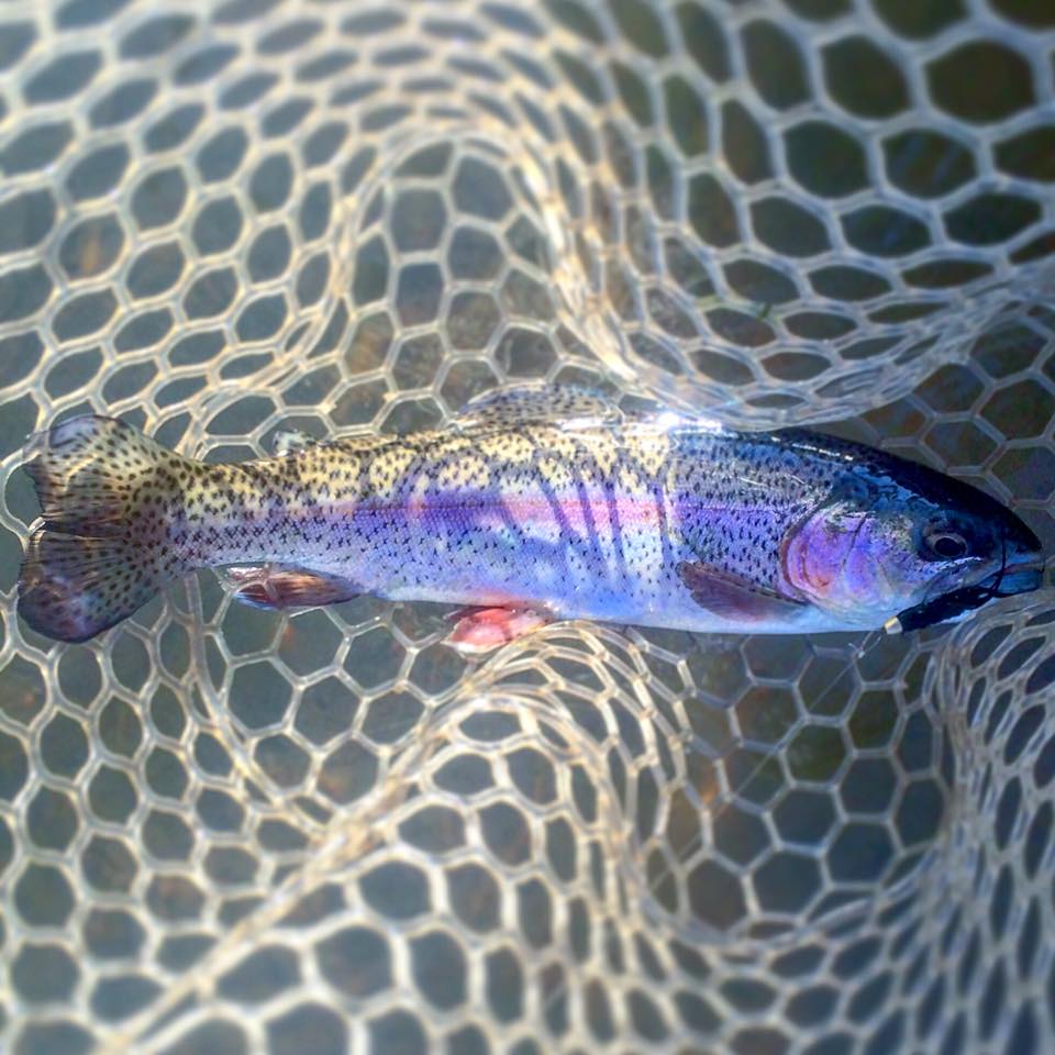 Autumn Siren Flies: Photo Gallery