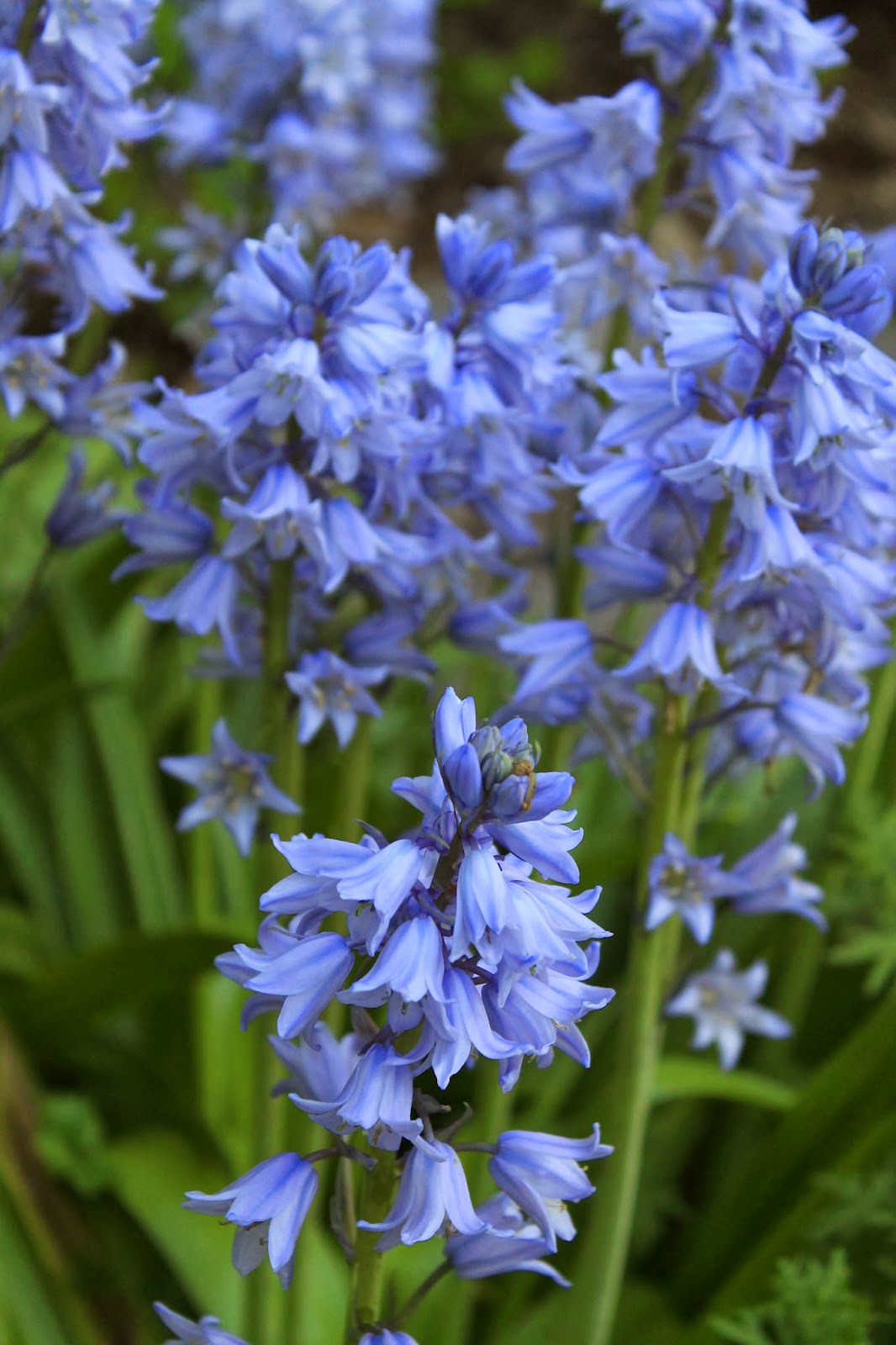 Landscape Design Guru: Favorite Michigan Spring Perennials