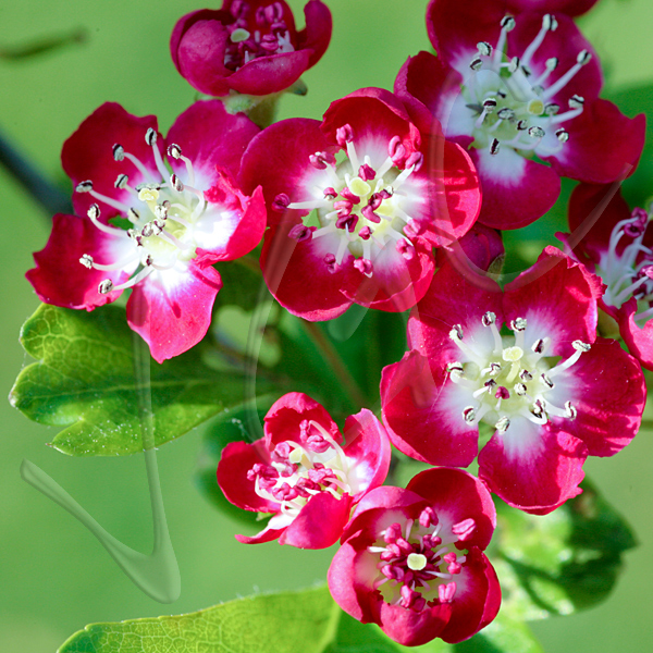 Elaina's Writing World: Emerald and Red Hawthorne