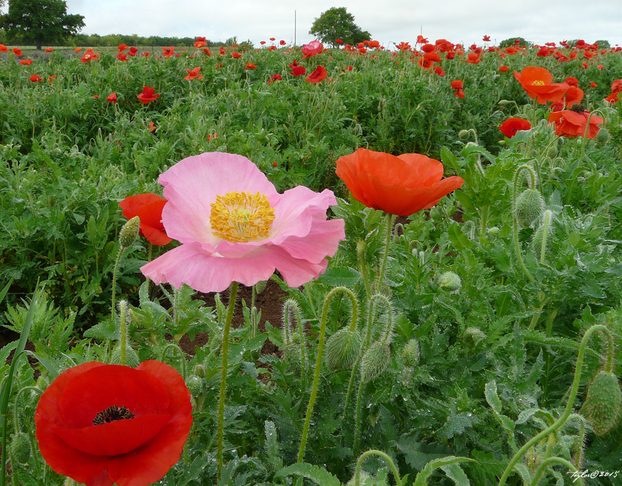Fredericksburg Texas Culture Blog: April 2015 Showers of Flowers