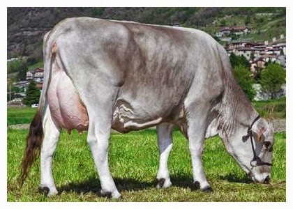 Generalidades de la Ganadería Bovina.: Pardo Suizo