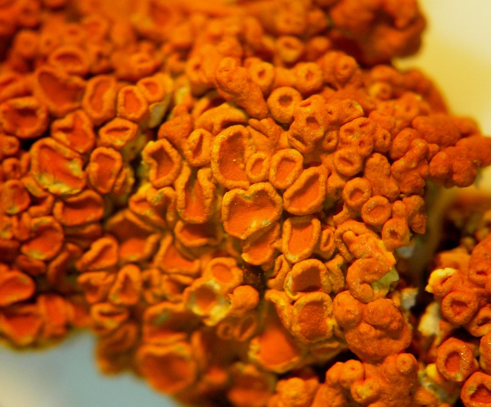 CUADERNO DE CAMPO del Treparriscos: Xanthoria elegans.