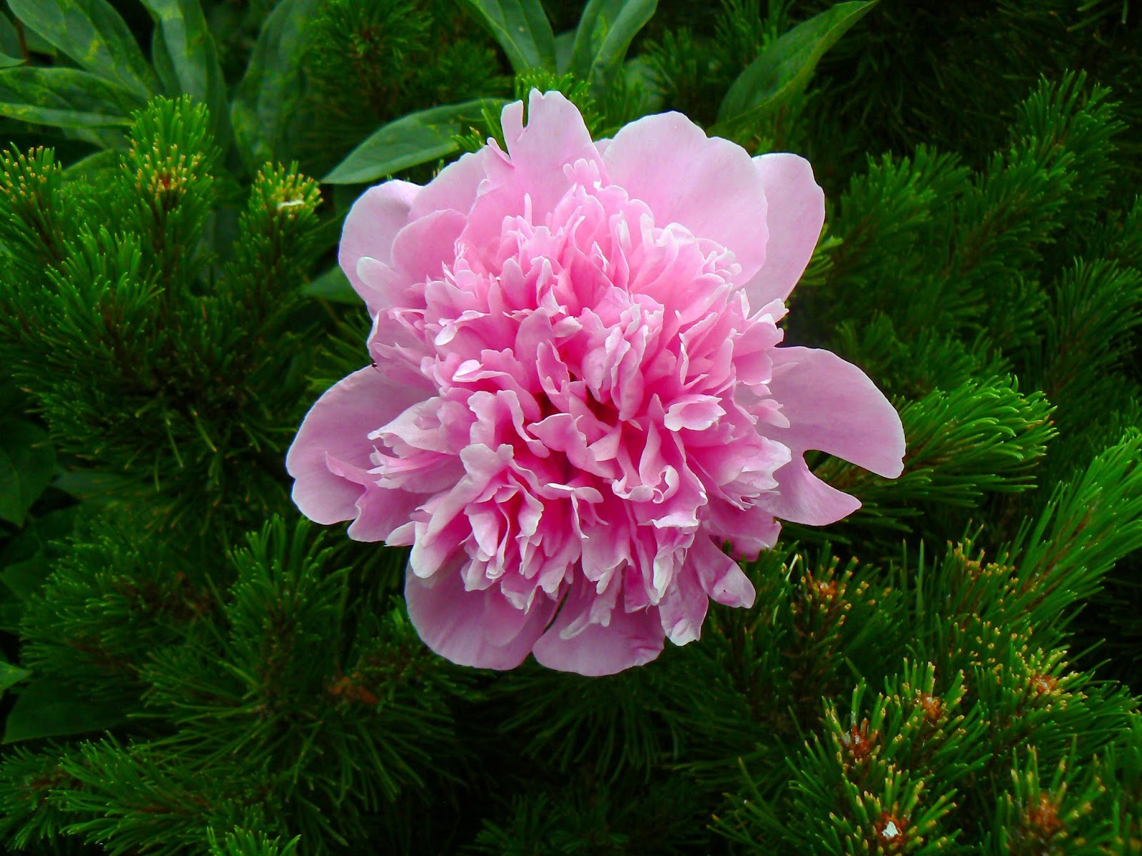 Garden KaRo: Piwonia lekarska( Paeonia officinalis)