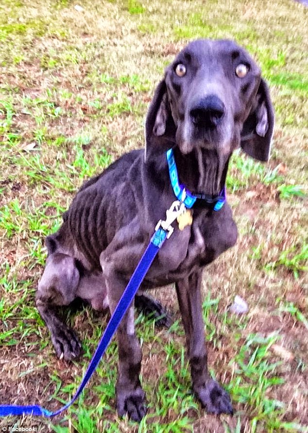 Conoce a 'Alex', el perro abandonado que venció a la muerte gracias al ...