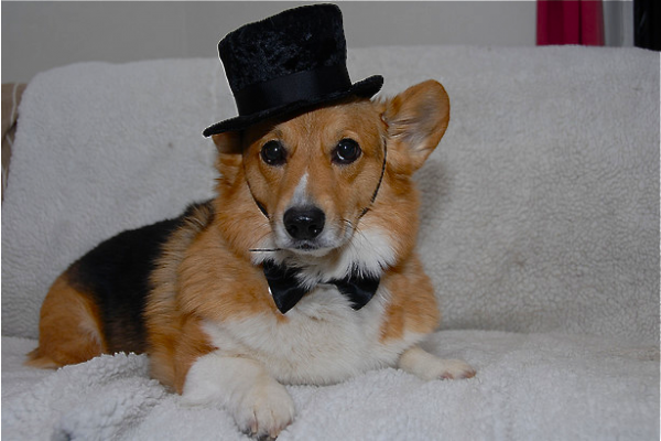 Celtic Corgi: In honour of the Royal Wedding