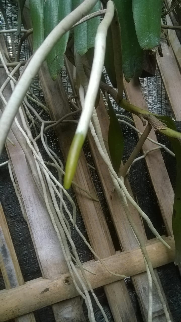 TISSUE CULTURE AND ORCHIDOLOGI: Mengenal Akar Anggrek