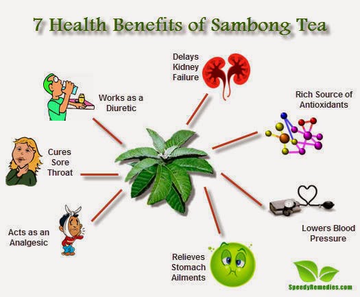 Sambong, herbal medicine