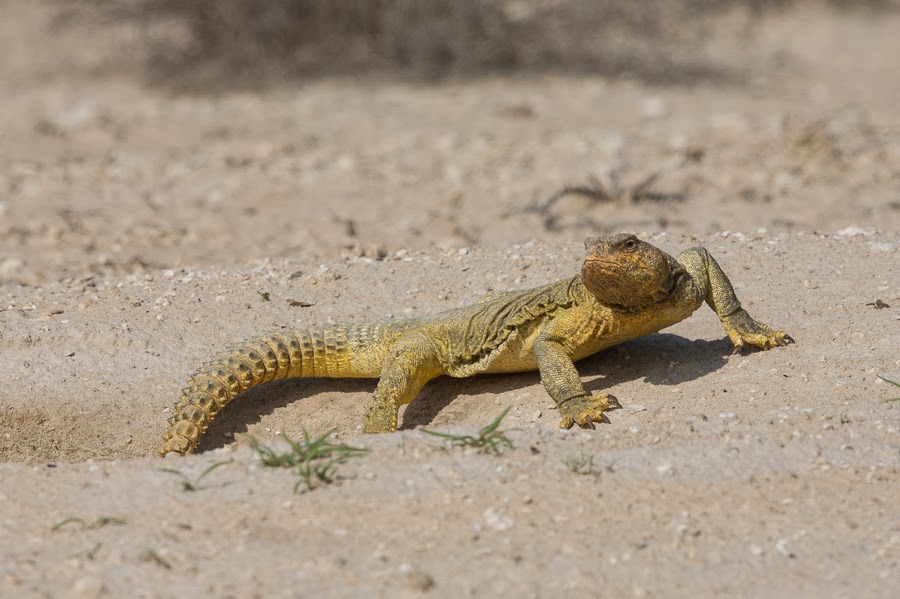 Birds of Saudi Arabia: Arabian Spiny-tailed Lizard – Dhahran Hills