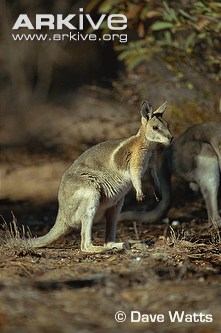 para subir fotos: canguro rabipelado