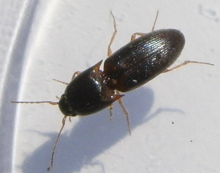 Invertebrate Dude: Darkling & Click Beetle Stuff