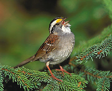 ANIMALS PLANET: Image of birds