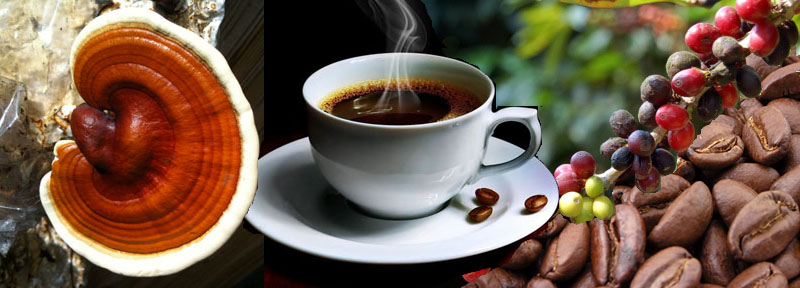 PERU CAFE DELIVERY: QUE ES GANODERMA