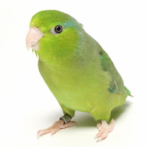 Εκτροφείο παπαγάλων parrotlet: Σκέψεις πριν να αποκτήσει κάποιος ένα ...