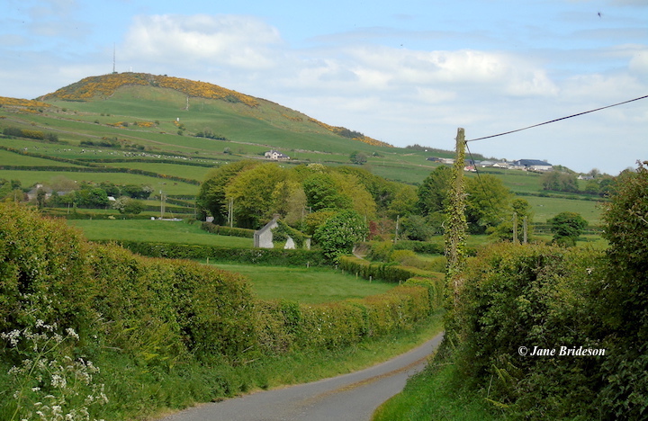 The Ever-Living Ones: Knockainey, Midsummer and the scent of Meadowsweet.
