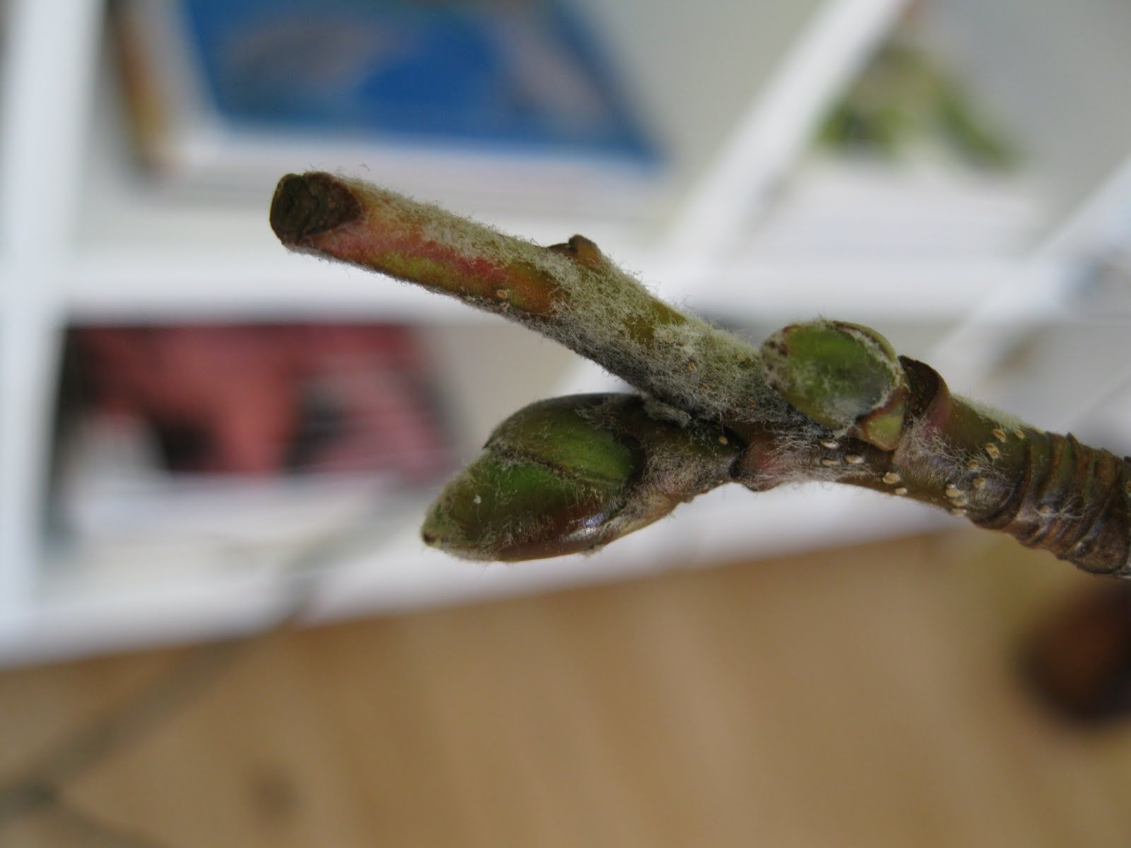 keskkonnasõbrake: Pungad muudkui paisuvad!