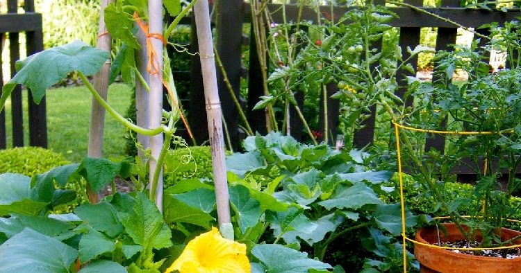 Bilal Mirza's World: How To Grow Pumpkins In Pots