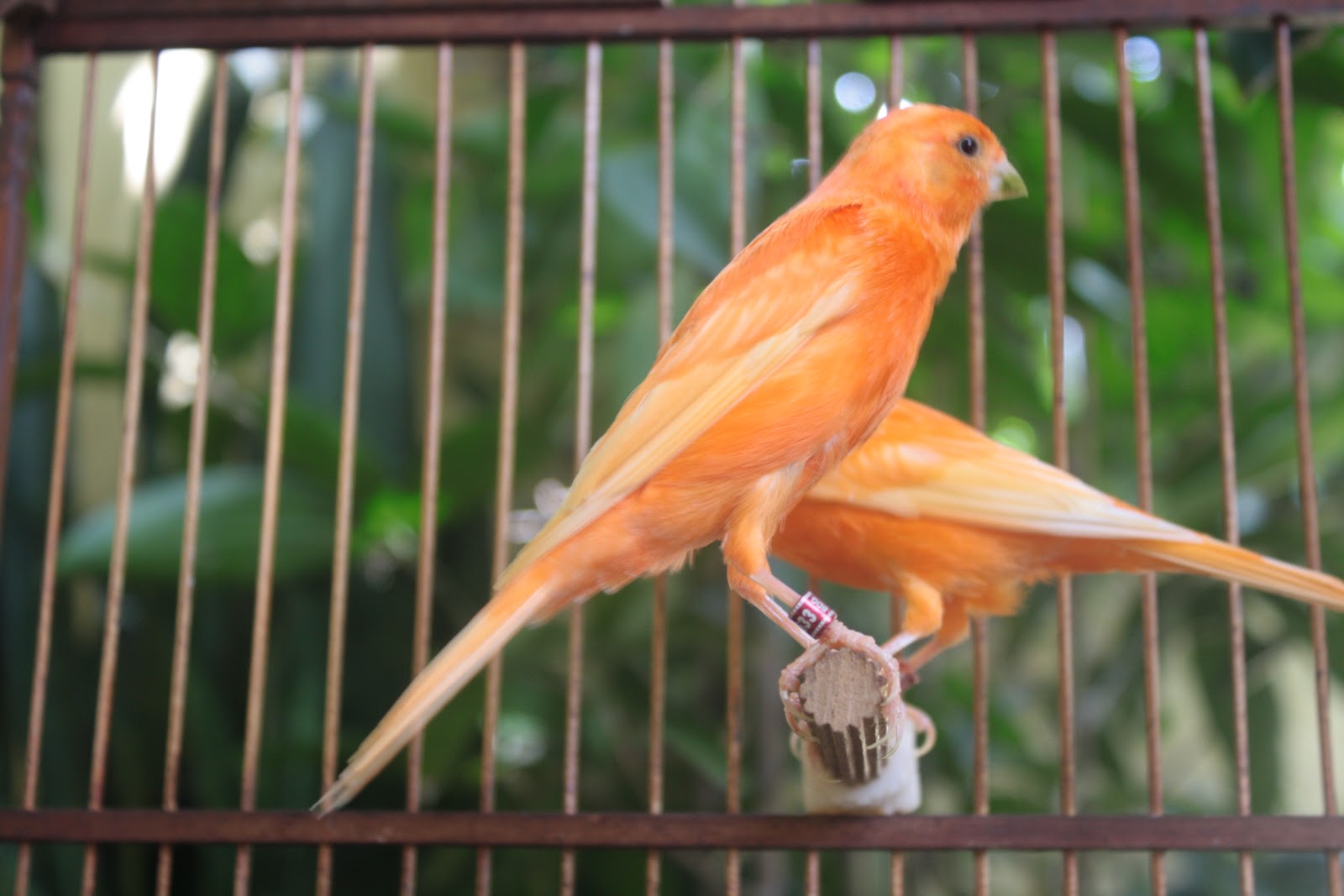 kenari merah: Berternak kenari, hobi yang menguntungkan