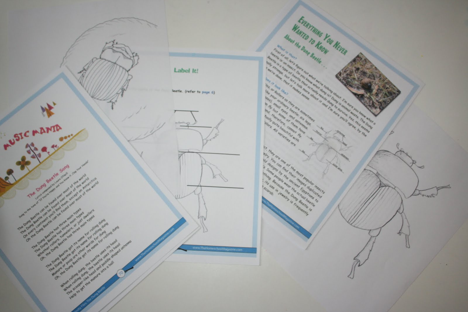 Our Country Road: The Curiosity Files-Dung Beetle-Our Lesson & Review