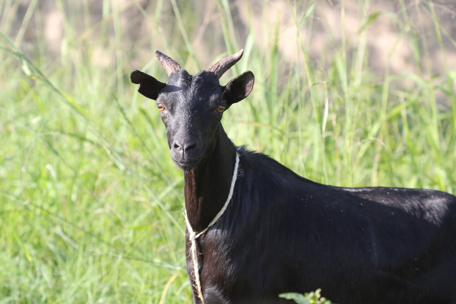 Always a Mzungu: Mbuzi: Goat