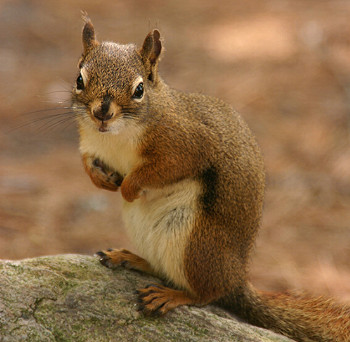 Never Enough Time: Fairy Diddles In the Trees and a Poem