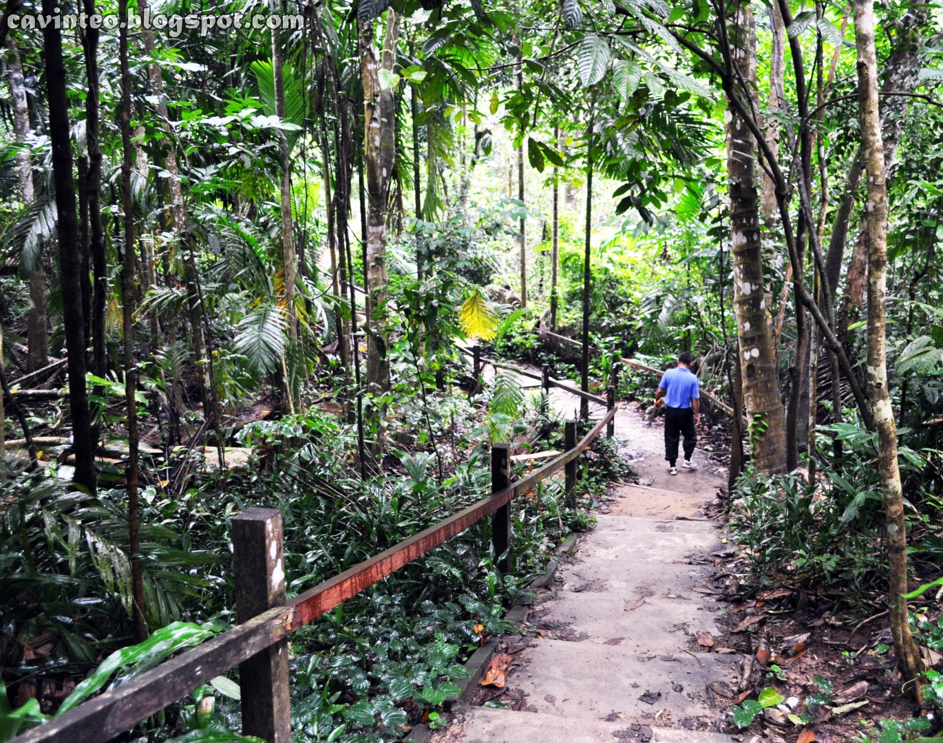 Entree Kibbles: HSBC Treetop Walk - A Refreshing Morning Trek ...