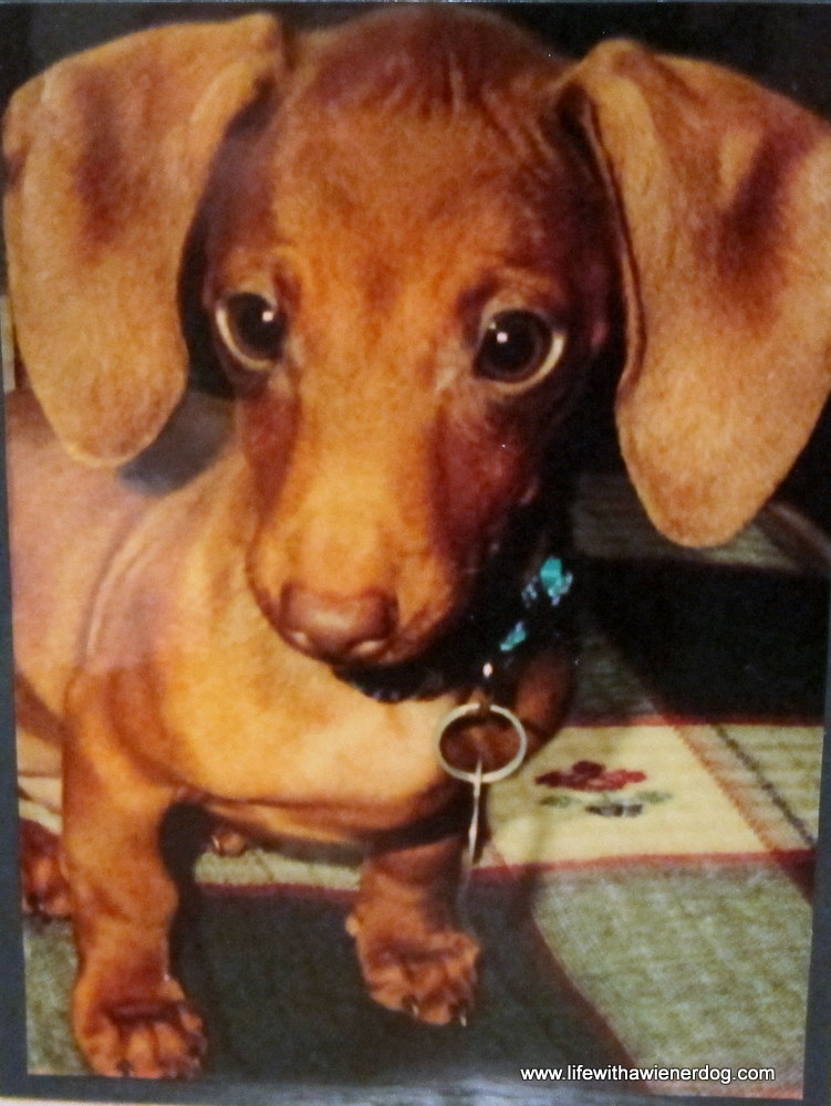 Life with a Wiener Dog: My Sweet Birthday Boy