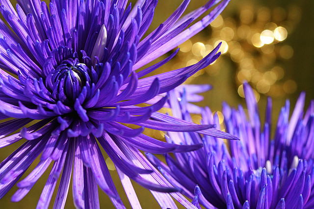 flowers for flower lovers.: Fuji mums flowers pictures , growing ...