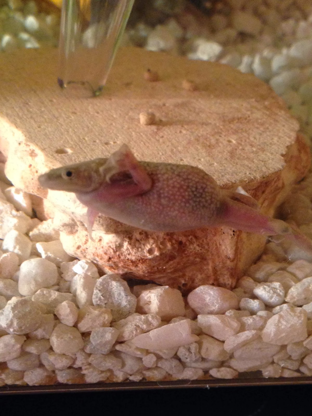 My African Dwarf Frog "Brog": Why "brog" About Frogs?