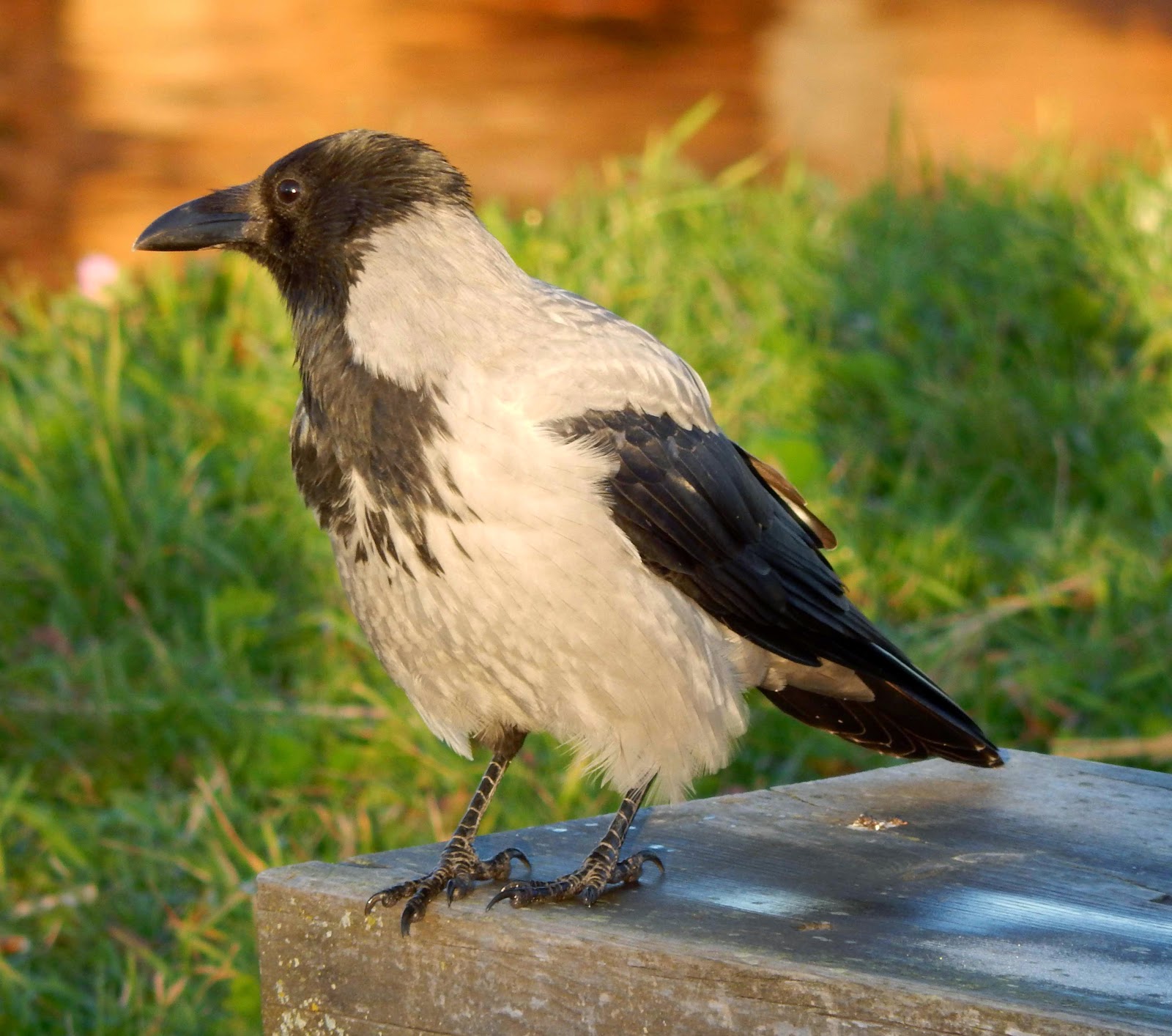 Harbour Reach 2013 - 2014