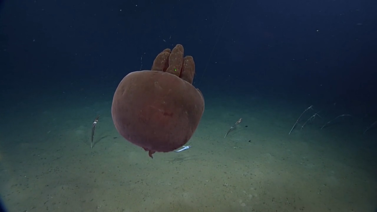 Real Monstrosities: Deep Scenes from Wiring the Abyss