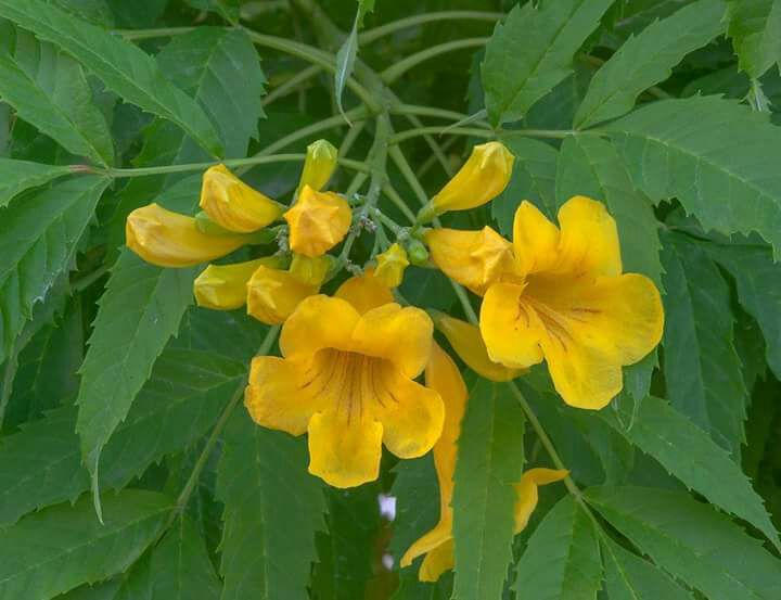 Flora campus I: Bignoniaceae – Tecoma stans L.