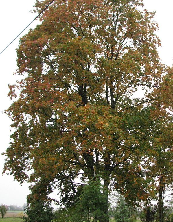 kahe valla piiri peal: vana vahtra mälestuseks