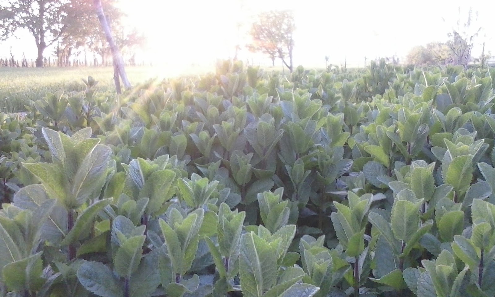 Menta Olandeza sau Izdraeliana: Menta proaspata doar pentru tine