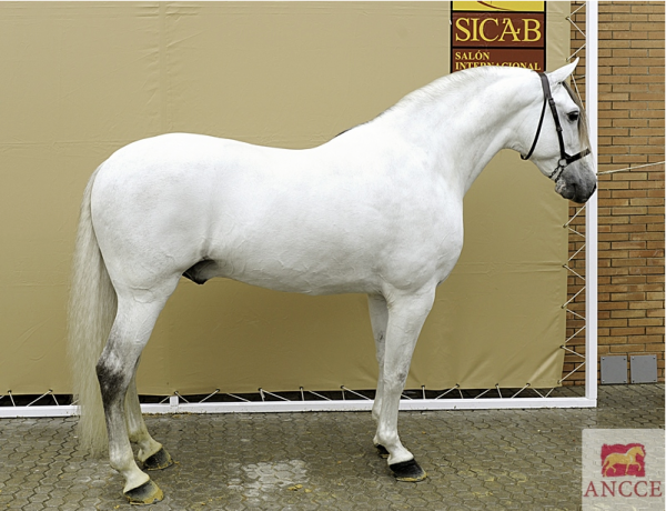 Caballos : CABALLO ANDALUZ O PURA RAZA ESPAÑOLA