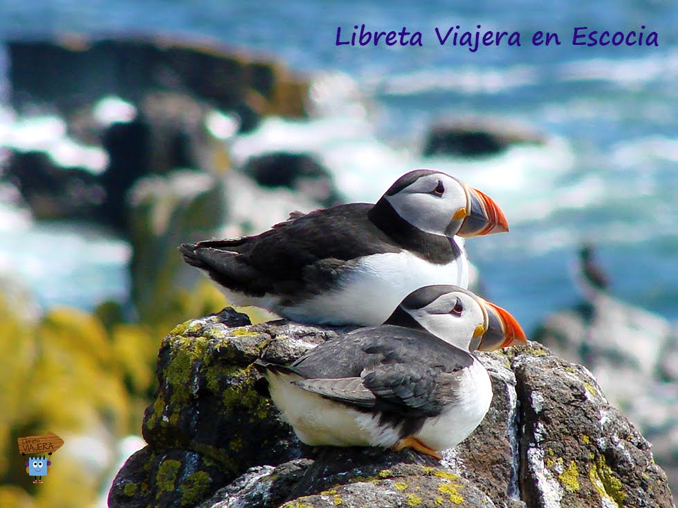 Diario de Viaje: Escocia en coche - Isla de May y The Borders - Notas ...