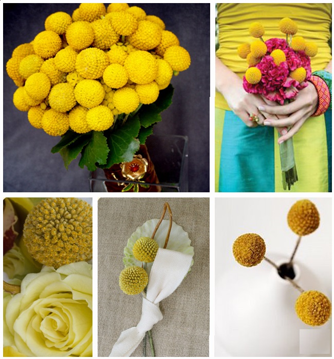 Wallpaper-HD-Blog: Billy buttons