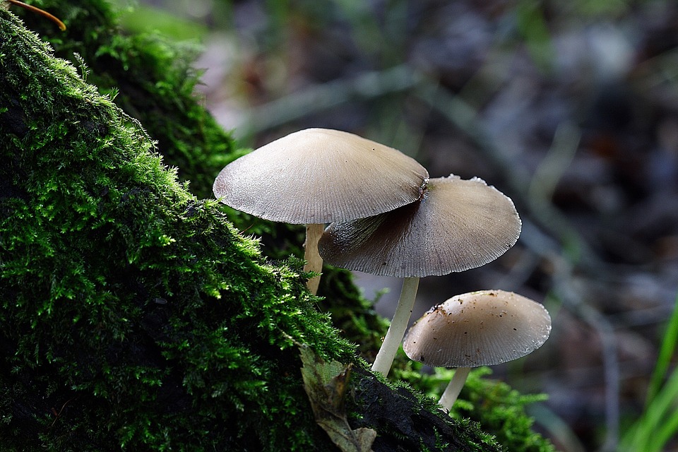 CHARACTERSTICS OF FUNGI