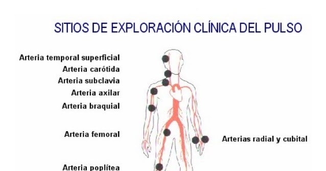 SEPARATAS DE BIOFISICA II: PULSO