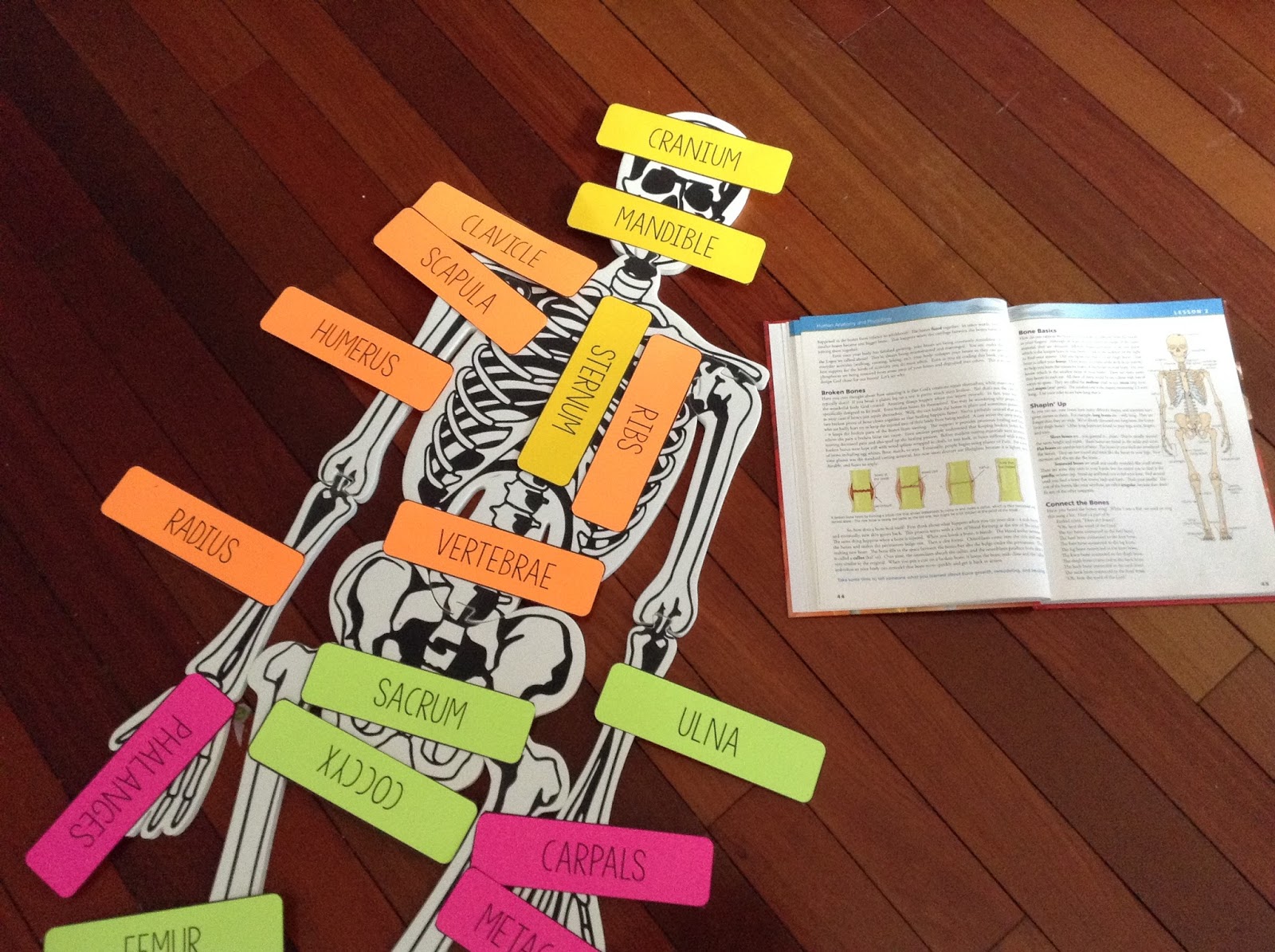 TeacherMomPlus3: Homeschool Weekly Wrap Up