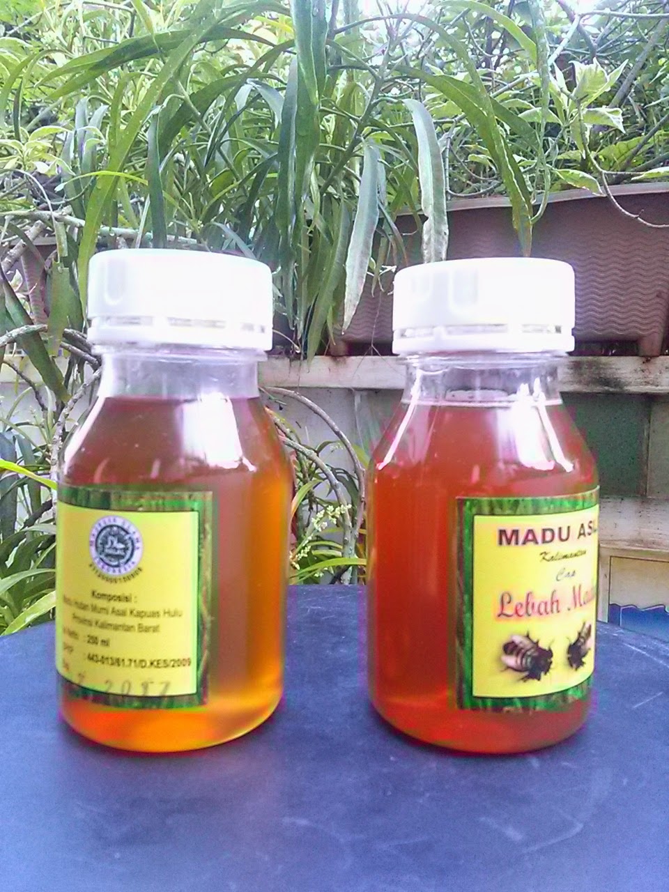 Madu Asli Kalimantan Barat: Jual Madu Murni: Madu Hutan Asli Kalimantan ...