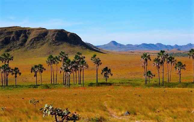 BIBOCA AMBIENTAL : A SILENCIOSA AGONIA DO CERRADO
