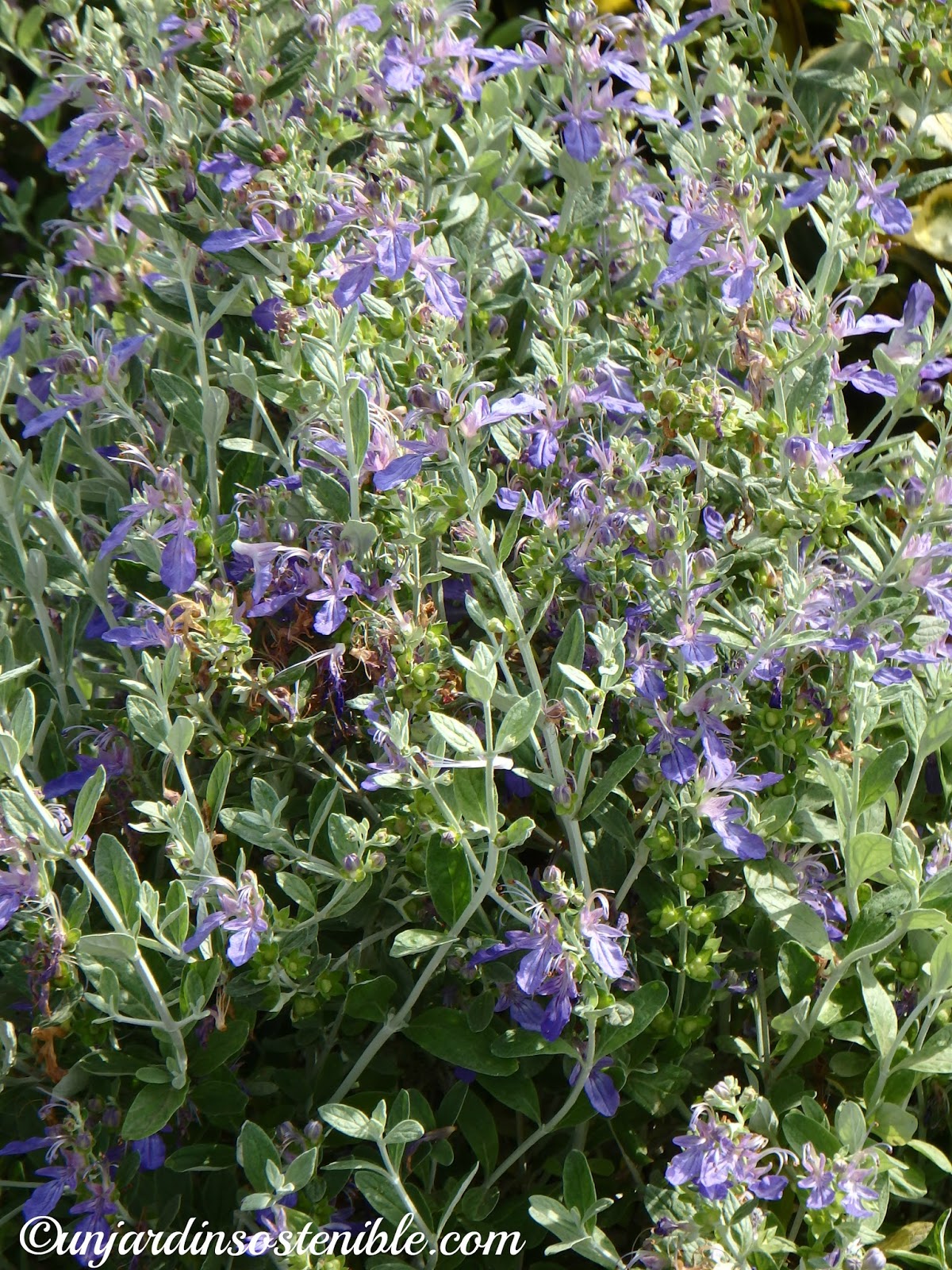 Teucrium fruticans (Olivilla, Salvia amarga, Teucrio etc.)