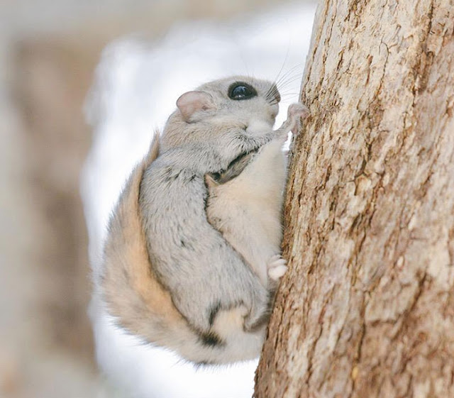 White Wolf : Siberian Flying Squirrels Are Probably One Of The Cutest ...