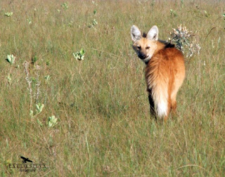 Caatinga: Fauna, Megafauna, Avifauna e Ictiofauna