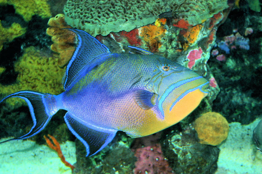 Animals of the world: Queen triggerfish