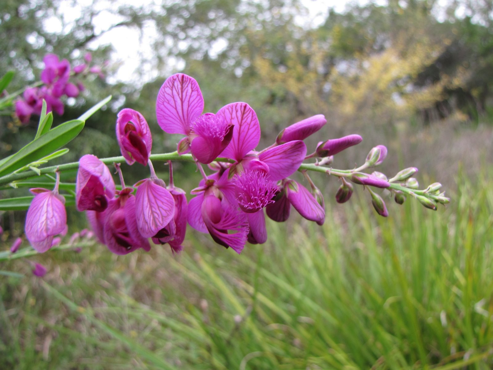 Flora Friday in Oz: Rookwood Necropolis (Cemetery) Lidcombe. 22nd June 2012