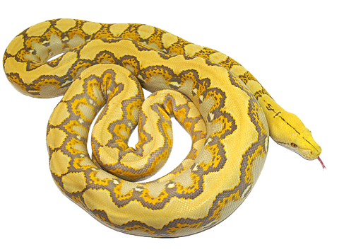 EKOGEO: JENIS-JENIS ULAR DARI SUKU PYTHONIDAE DI INDONESIA